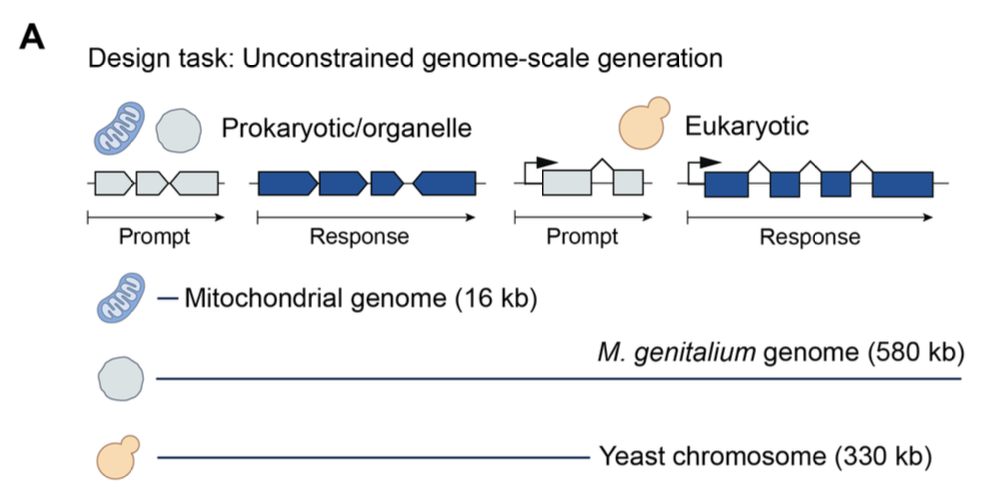 Evo 2: A Groundbreaking Biological Foundation Model | Daniel McNeela