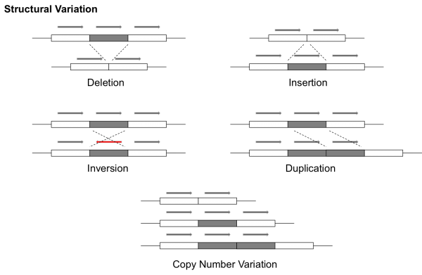 The Variant Calling Problem | Daniel McNeela